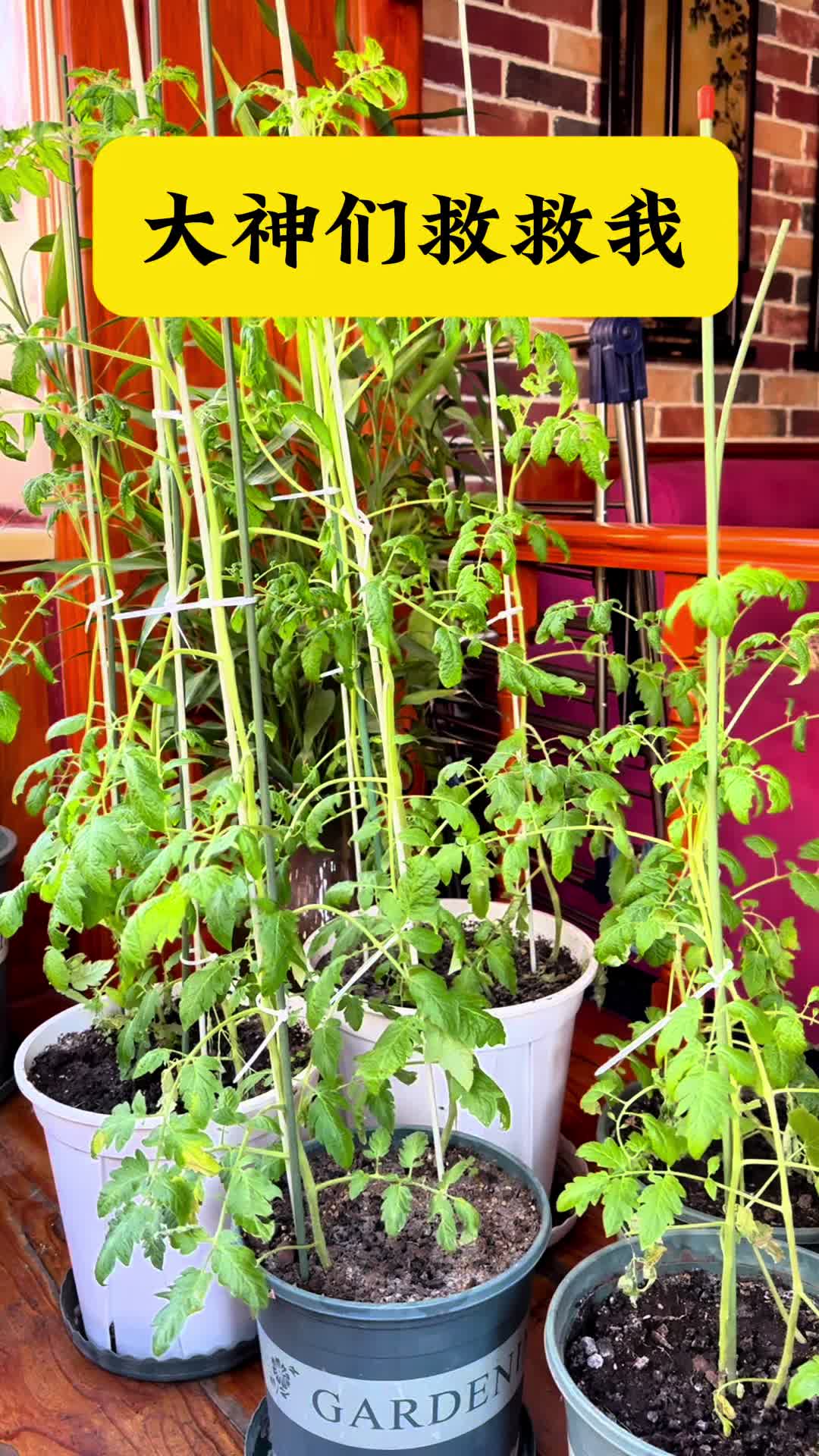 东北零下30℃阳台种西红柿,只疯狂长秧子不开花结果!求种植大神支招,...