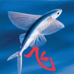 飞鱼观物 