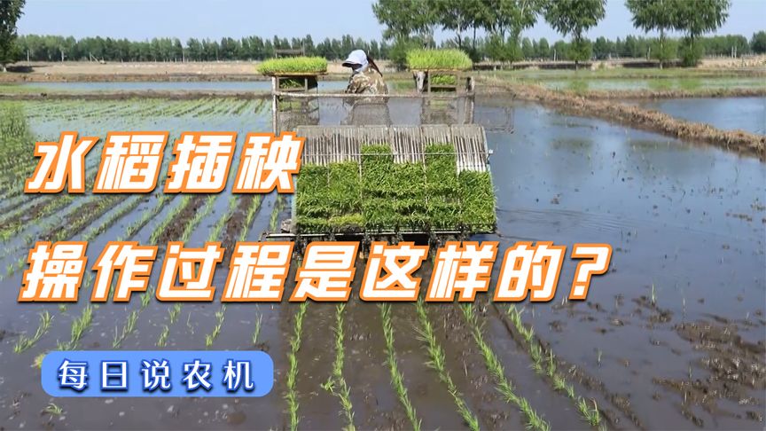内蒙小哥带你们看看水稻插秧的操作过程