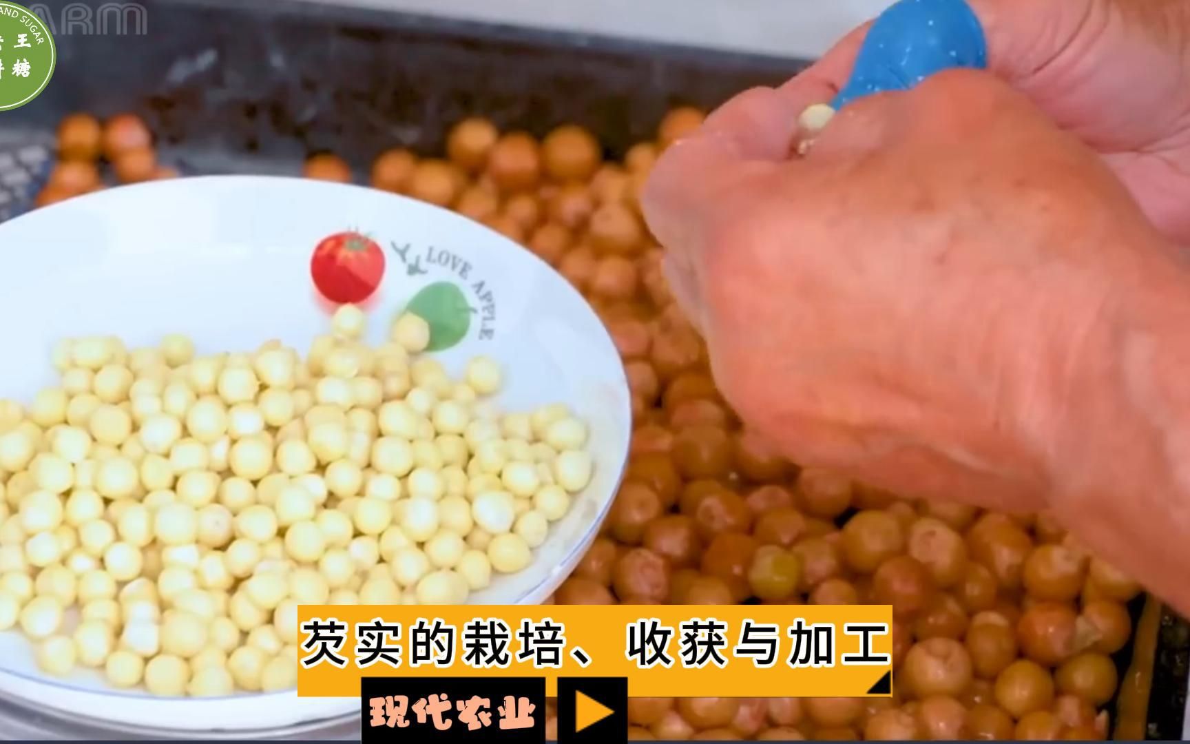 现代农业之——芡实的栽培、收获与加工(老王讲糖系列视频)