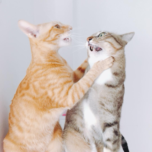好多喵meow 