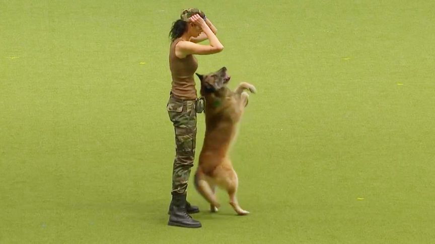 一只会跳舞的狗上综艺节目表演,太可爱了!