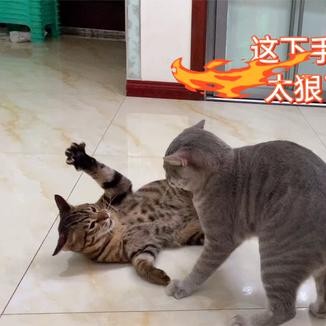罗非鱼的忠实粉丝 