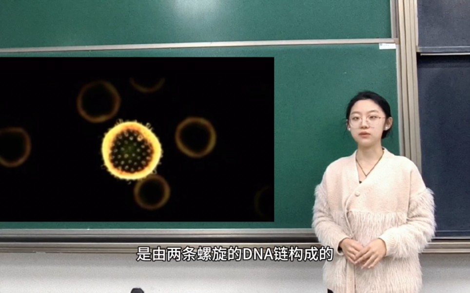 乙肝病毒复制过程(大学生作业)