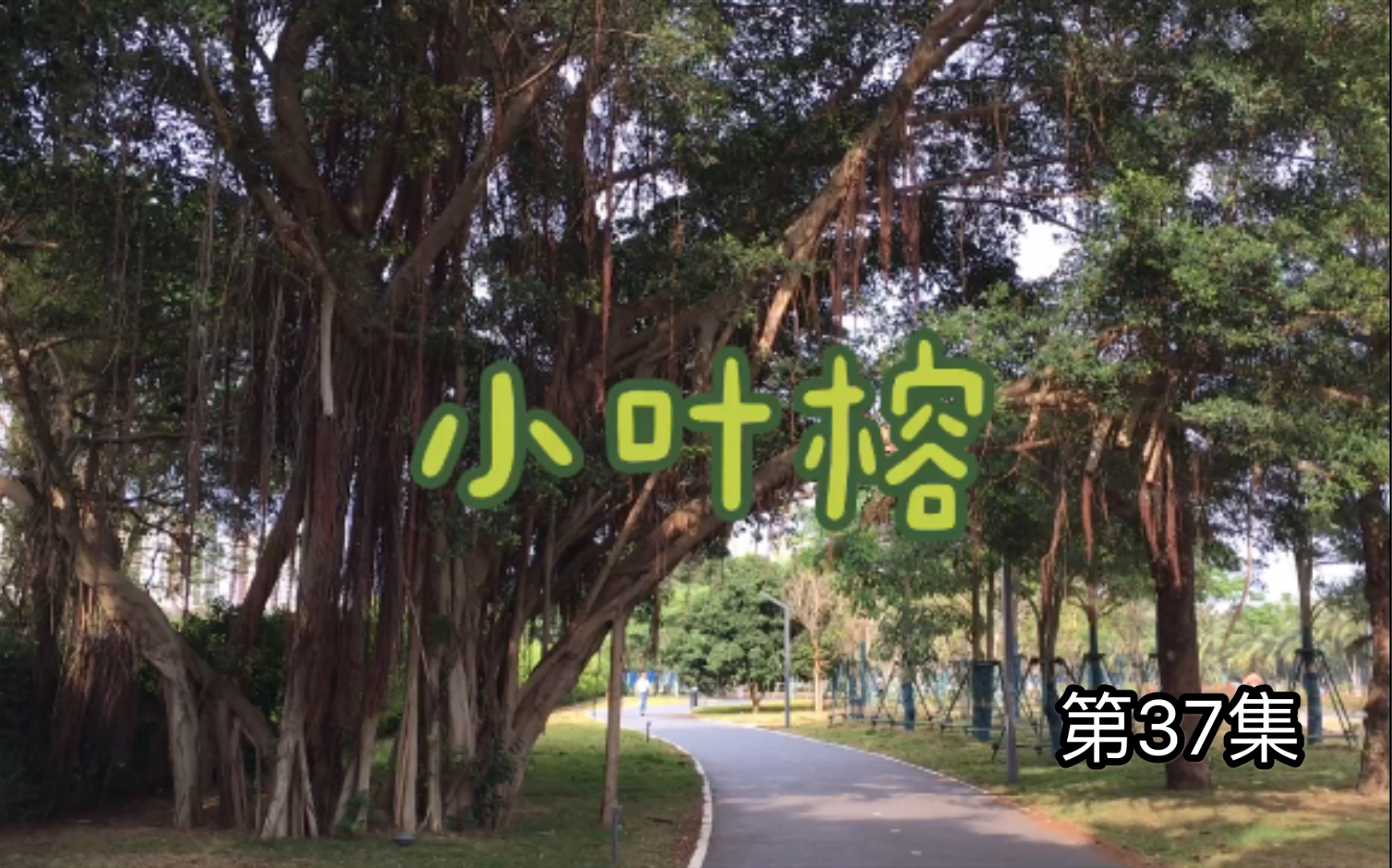 小叶榕,最典型的热带雨林植物,如果能做到独木成林?