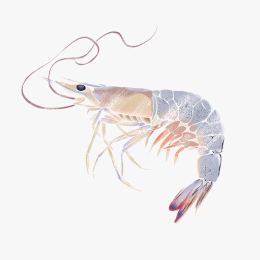 油小虾tg 