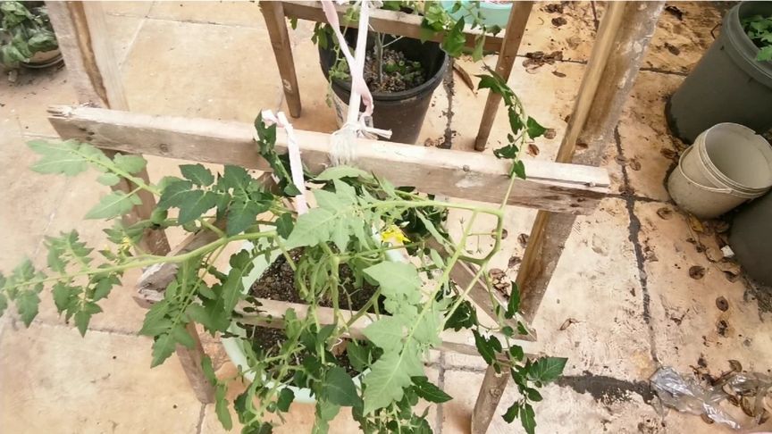 夏季必种小番茄:为什么我的番茄光开花不结果啊?急!