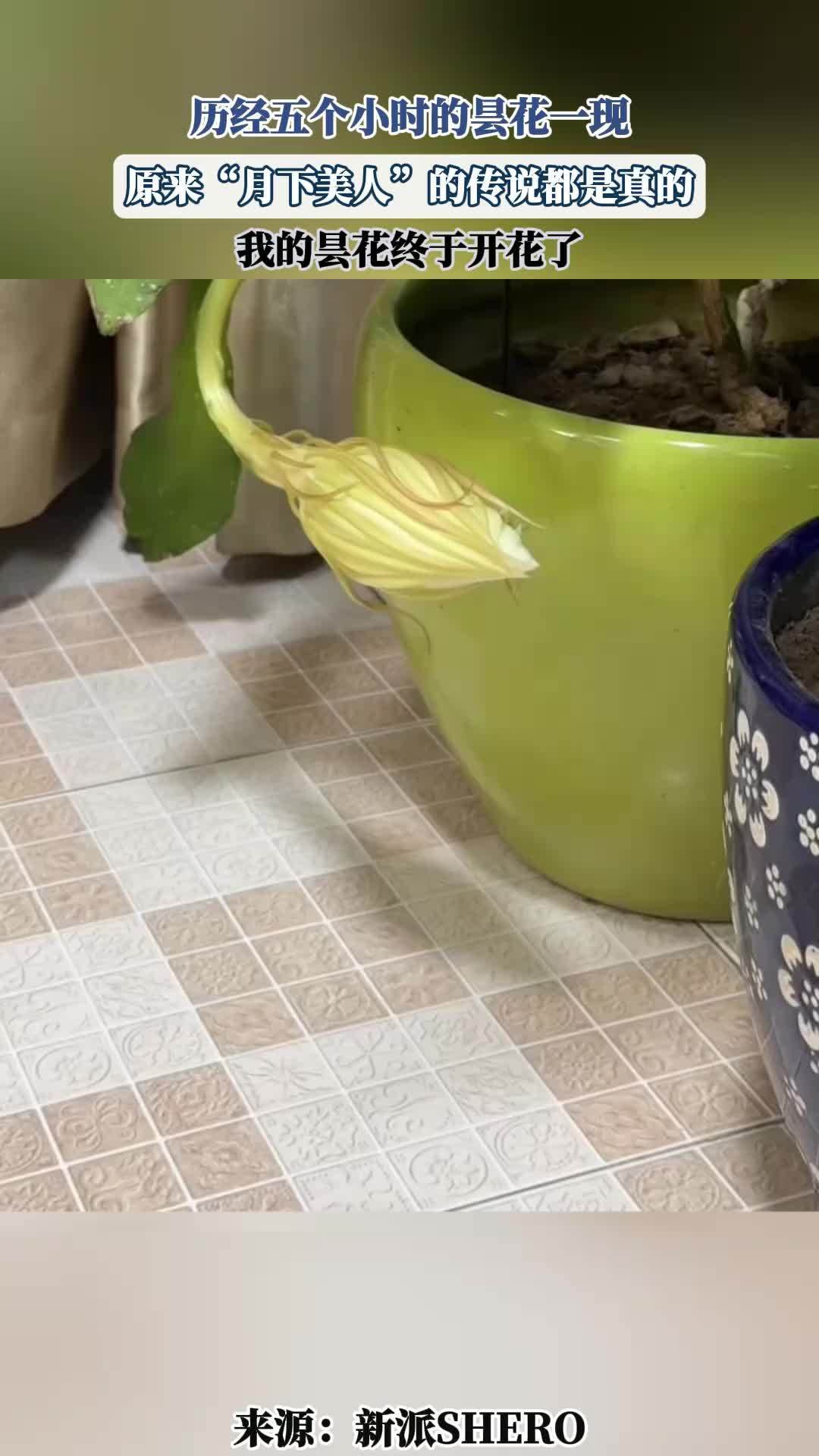 历经五个小时的昙花一现,原来“月下美人”的传说都是真的