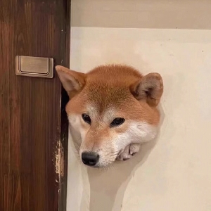 枫枫枫枫枫枫枫枫了 