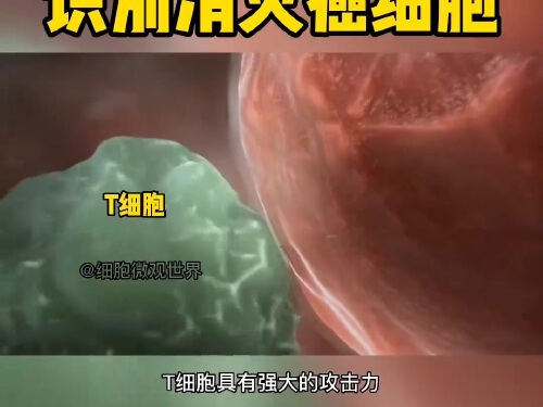 在保护人体健康的众多免疫细胞中