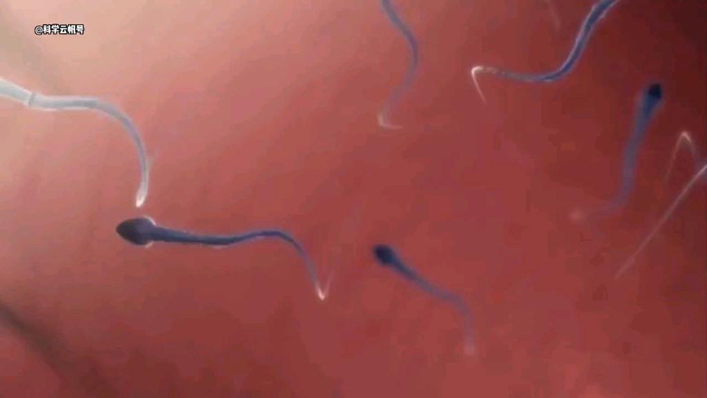 精子怎么形成的