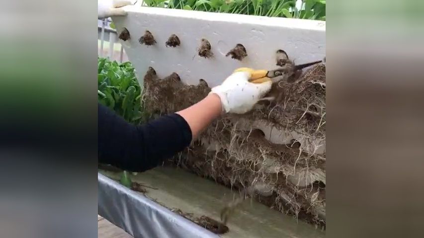 现在的无土栽培技术太厉害了