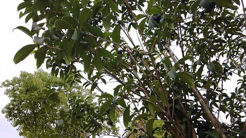 这棵桂花树结果了,好漂亮