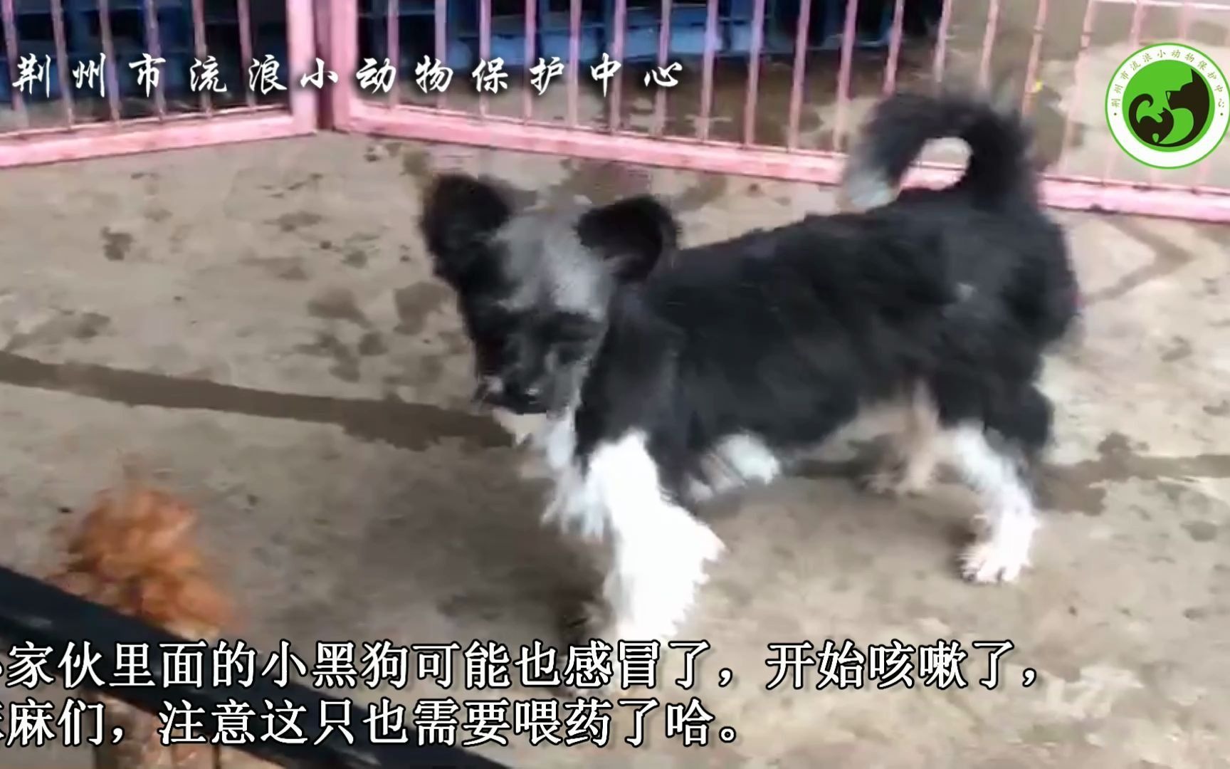 气温骤降犬舍加铺盖,惊现野生蘑菇群疑似呕吐真凶