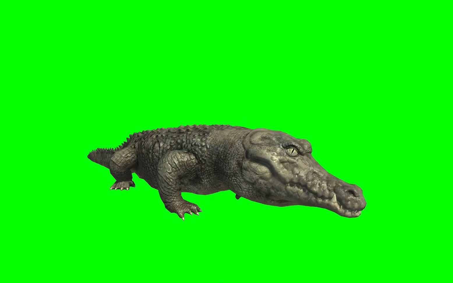 绿幕视频素材鳄鱼