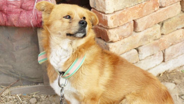 农村老人常说,“会咬人的狗不会叫 会叫的狗不咬人”,有道理吗