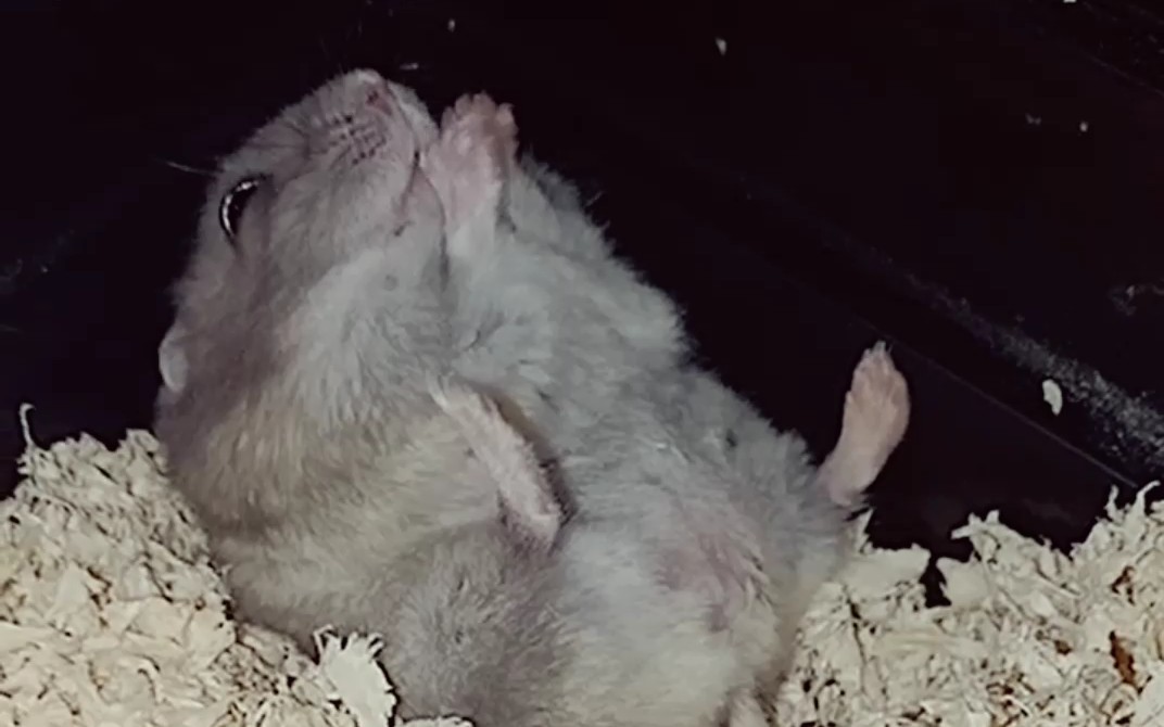 【仓鼠观察日记四】梦里到底啥这么好吃?