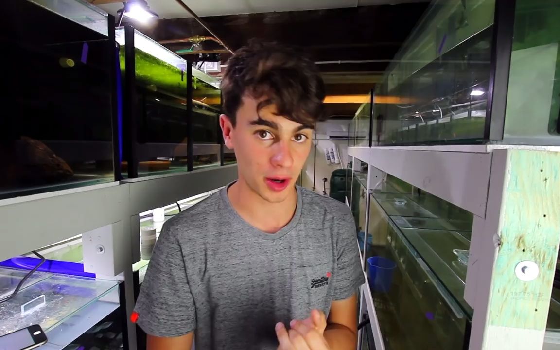 前 5 名最好的鱼缸清洁剂!