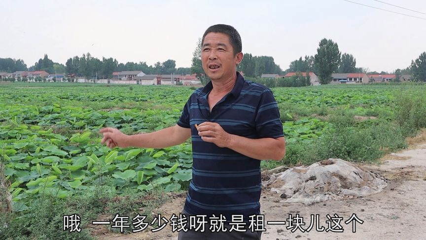 种莲藕一年收入怎么样,要注意哪些,种藕大叔告诉你!