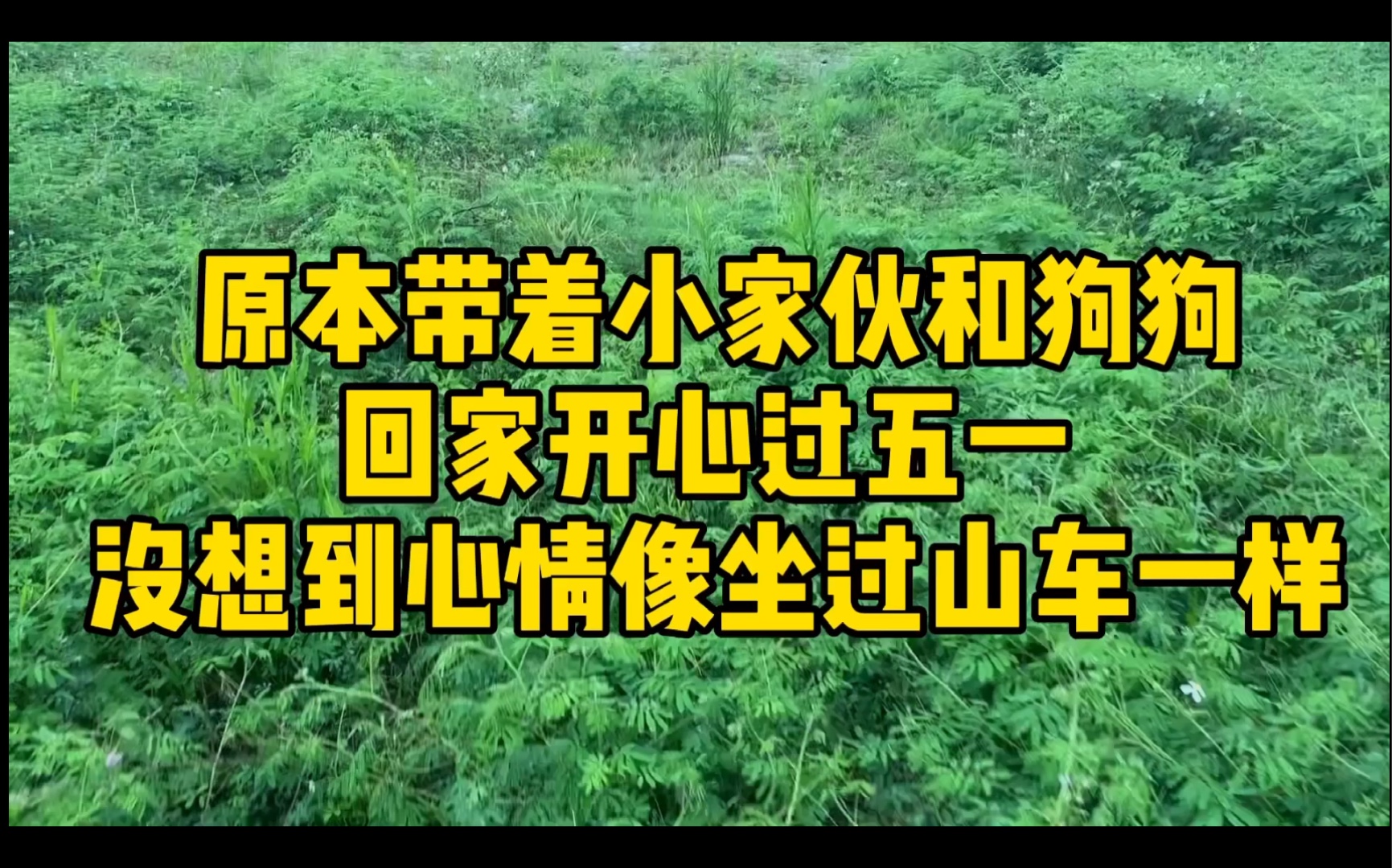 玄凤鹦鹉飞走了,主人耗费4个小时终于将小鹦鹉接回家
