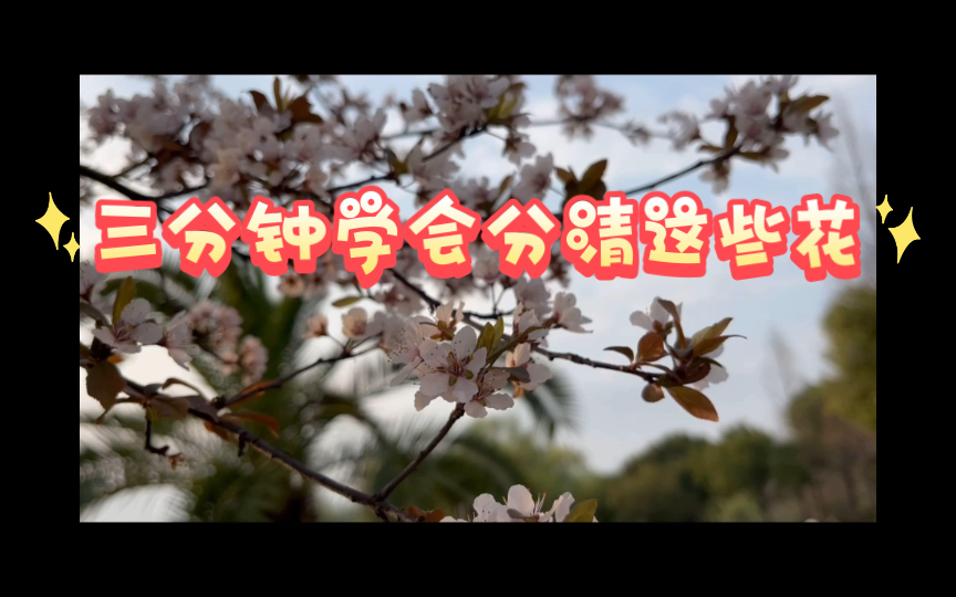 【科普】三分钟学会区分这些花