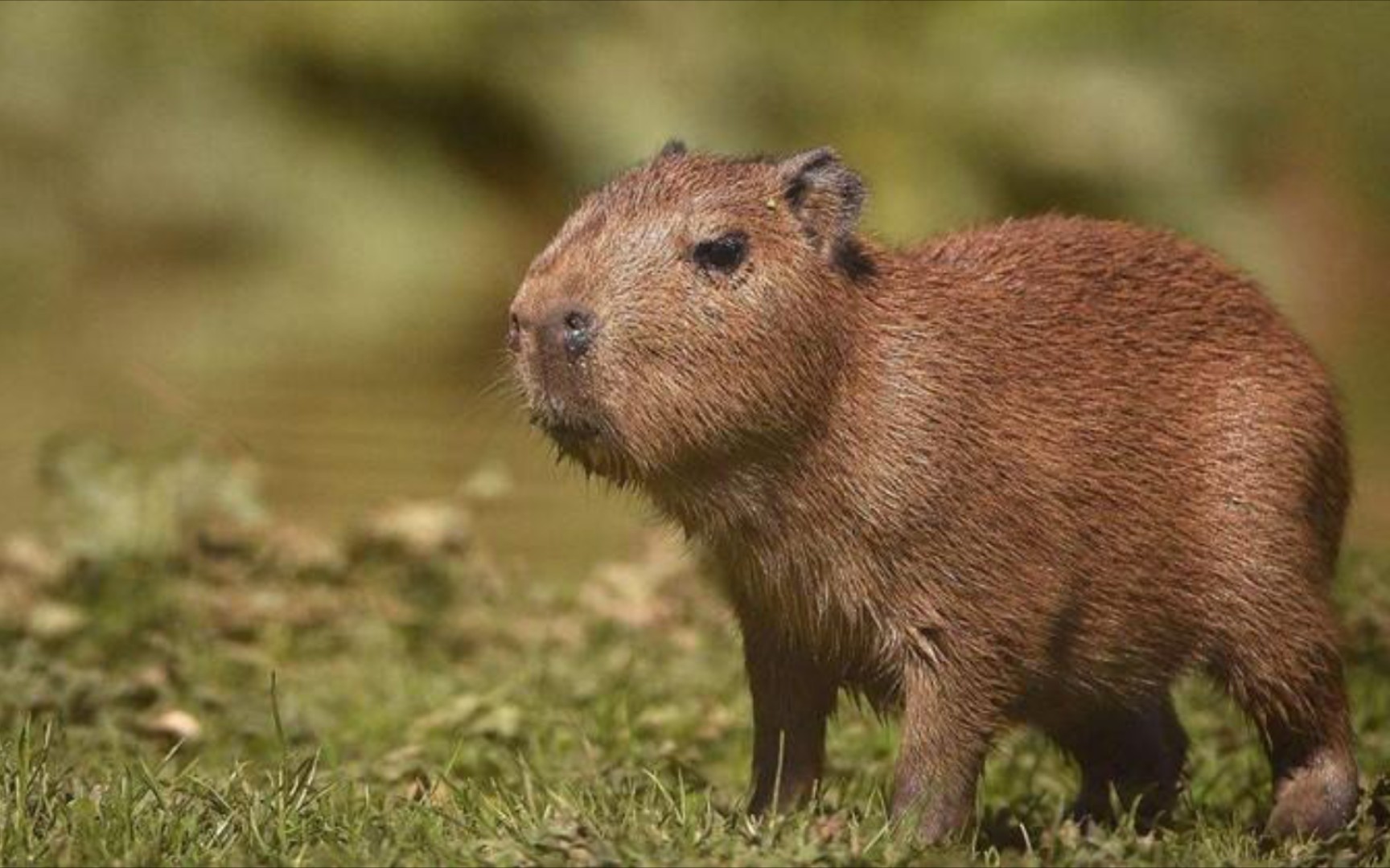 【动物科普】Vol. 7--看似波澜不惊,其实内心波涛汹涌的水豚君