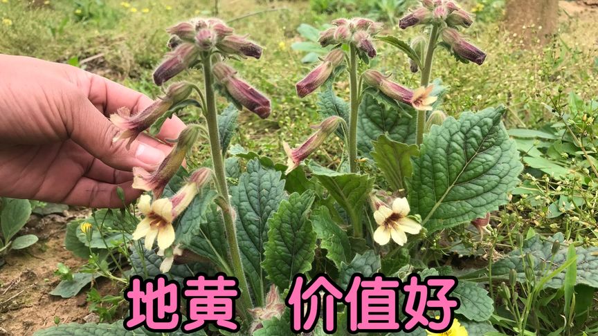 地黄到底有啥价值与用途?懂的人当宝挖回家,今天总算明白了