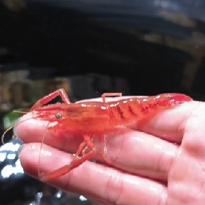 广西原生鱼123出品 