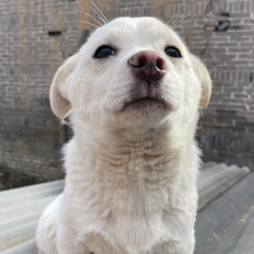 小洛家的狗狗 
