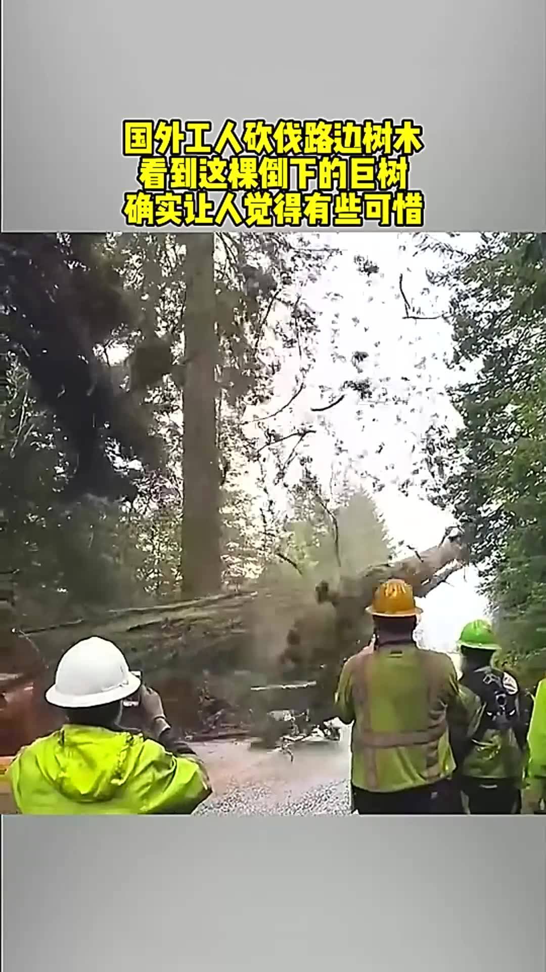 国外工人砍伐路边树木,看到这棵倒下的巨树!