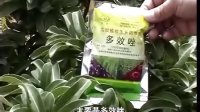 杨梅栽培管理技术-5.生长调节剂是运用
