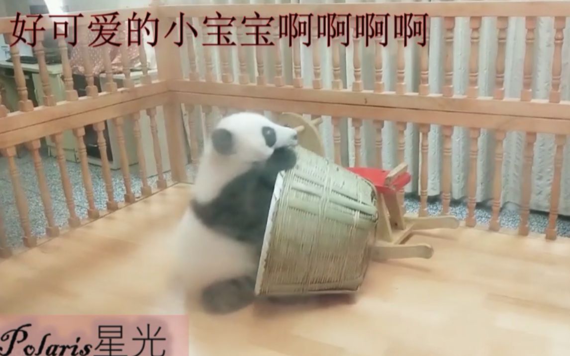 成都大熊猫繁育研究基地——Pandas