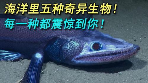 海洋里五种奇异生物,每一种都震惊到你!后面一种你可能知道!