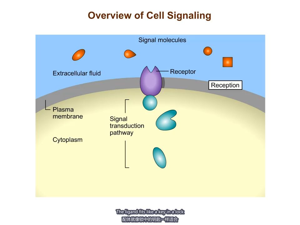 坎贝尔生物学12版 第十一章 细胞通信概览 L4501_Overview_of_Cell_...