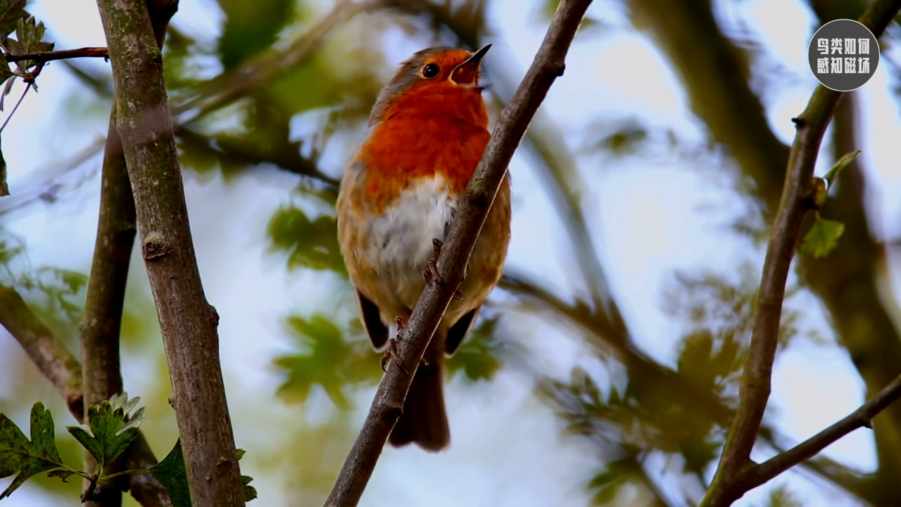 量子物理学和鸟类迁徙导航有啥关联?鸟类怎样感知地球磁场?