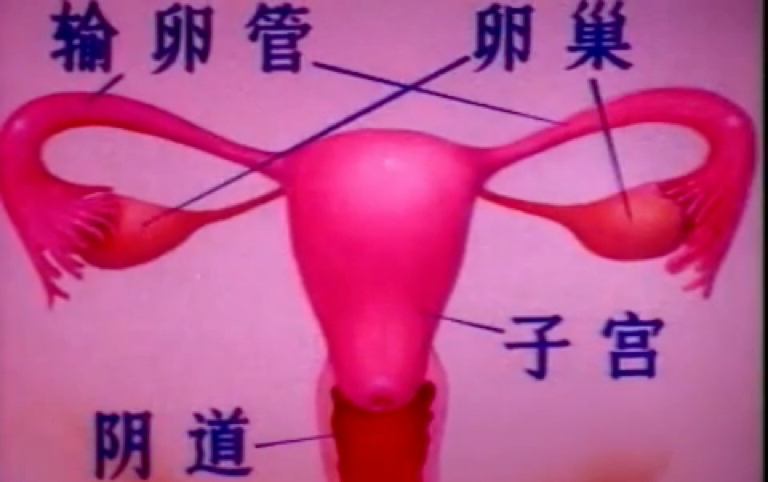 男女生殖器官解剖生理(无删减版)