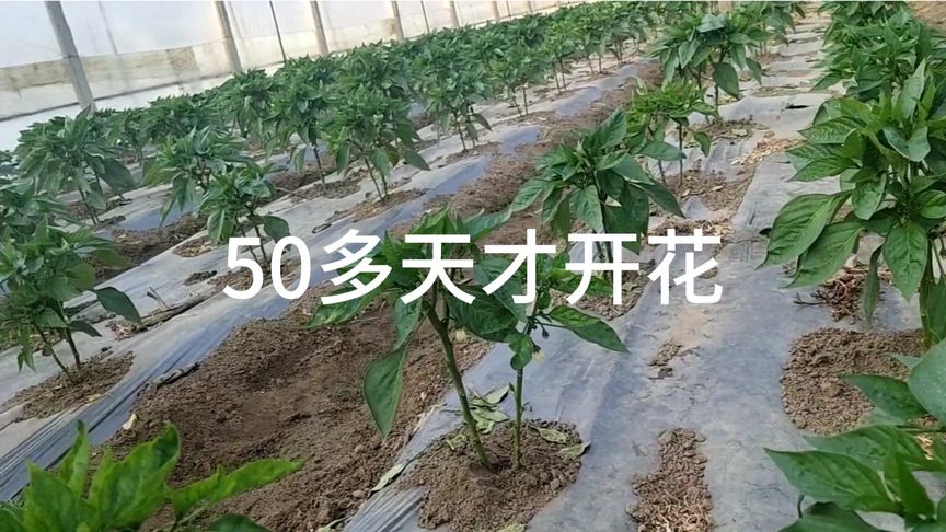 记录辣椒生长周期
