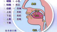 英语音标 第一单元:英语国际音标和发音