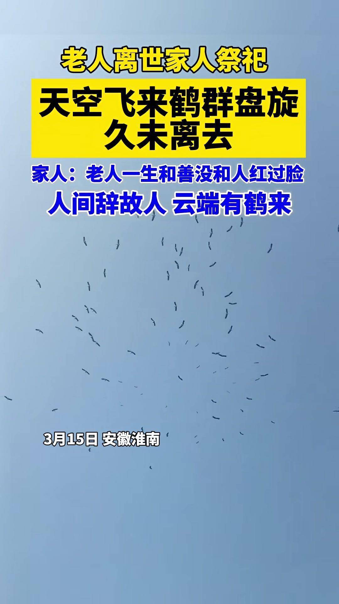 老人离世,飞来鹤群在空中盘旋(AHTV第一时间)