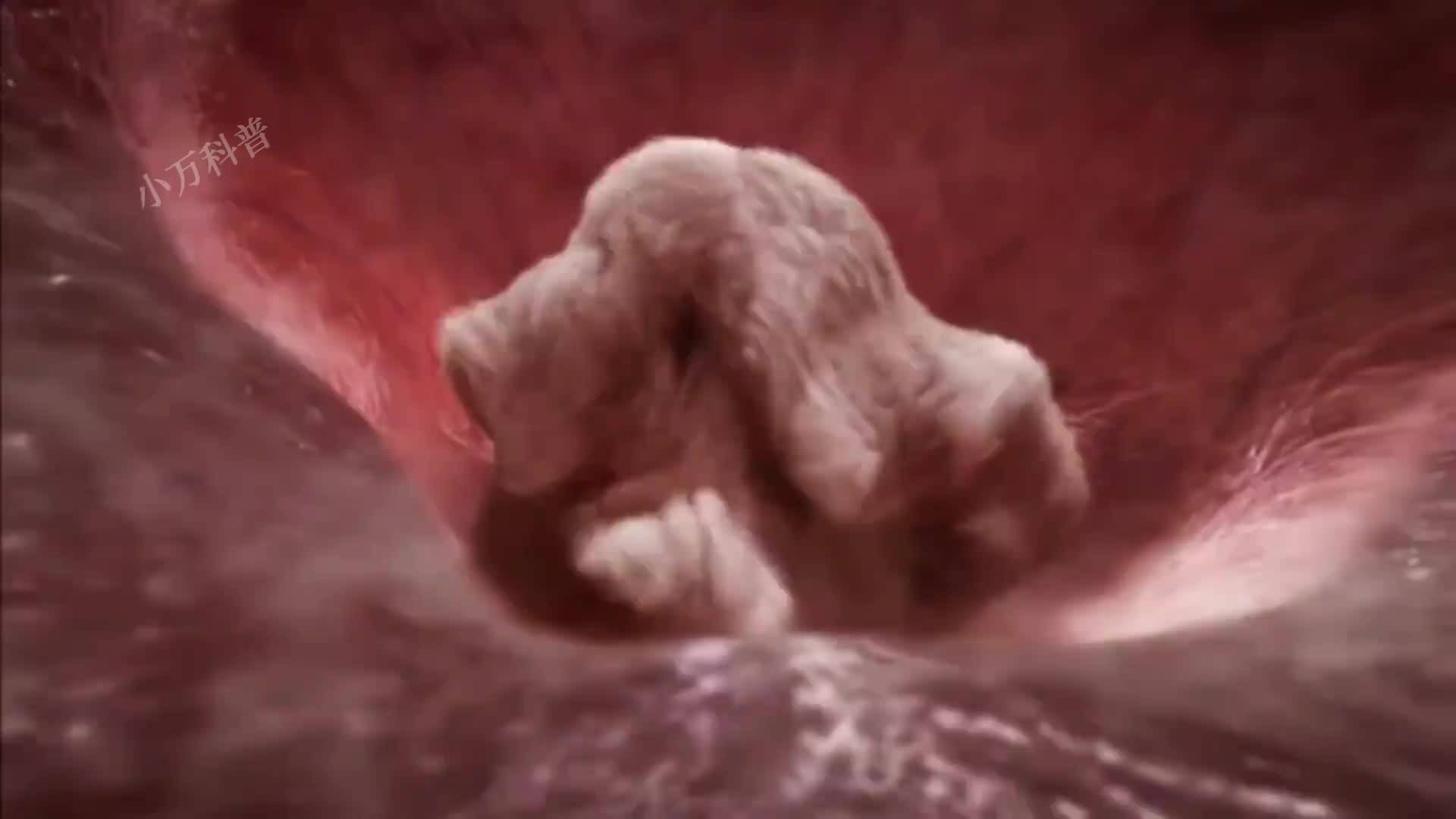 一次性看完生命诞生的全过程,看完不得不感叹,实在是太神奇了!#科普 #...