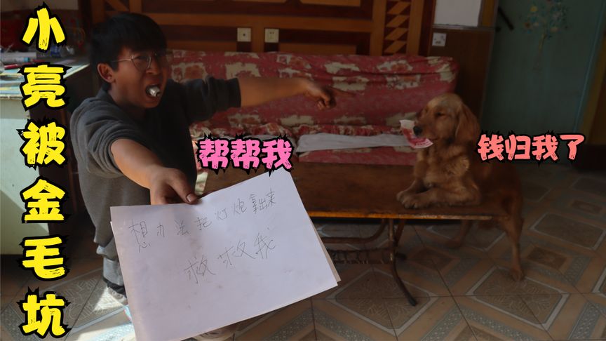 金毛为了报复小亮,居然设计游戏坑小亮,中计的小亮现在可咋办?