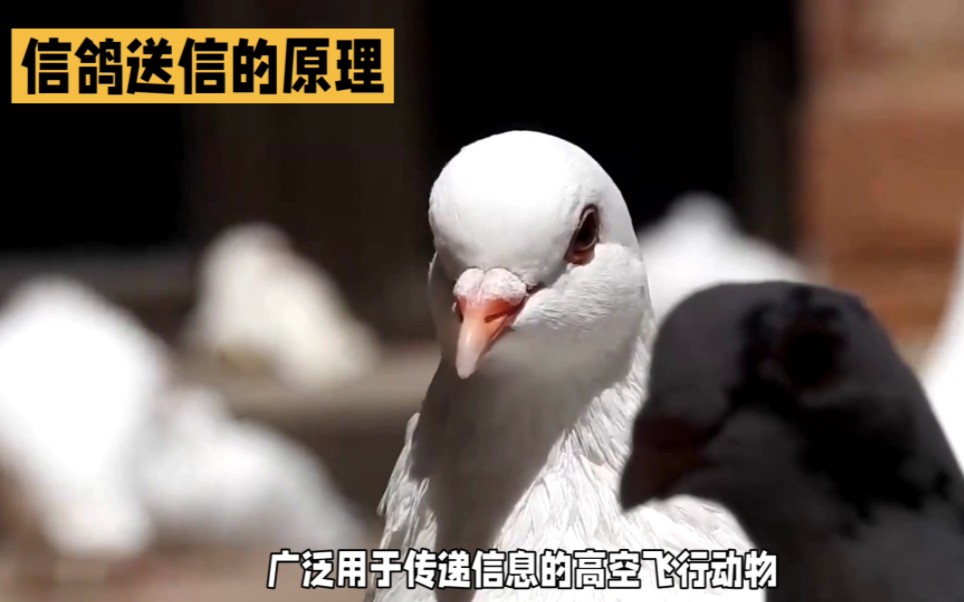 信鸽送信揭秘:鸽子是如何准确的把信送到对方的手中?