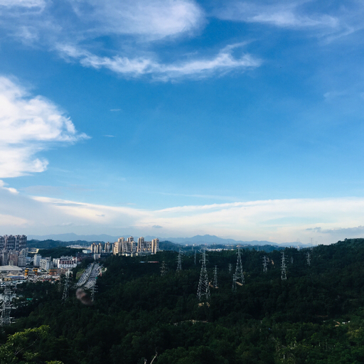 生寄槲 