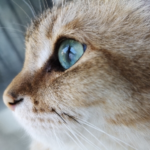 胖丁的迷你小阳台 