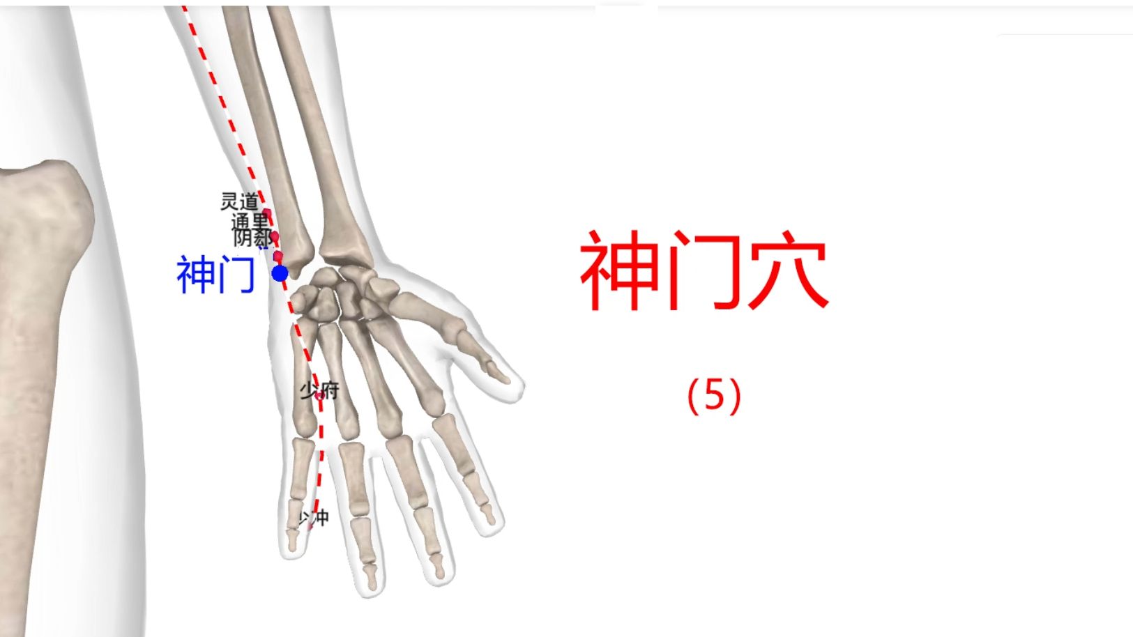神门穴 五分钟内经图文声像笔记