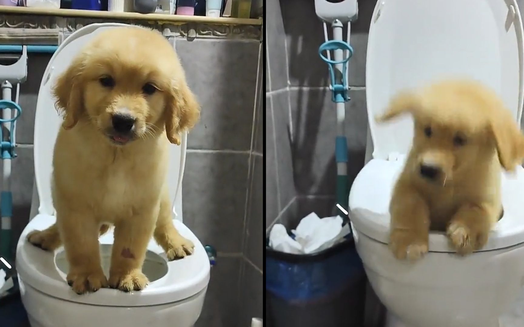 主人训练狗狗在马桶上厕所,一不留神就掉下去了,网友:洗洗还能要