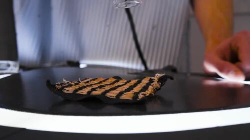 不可思议的“记忆衣服”,可靠温度变化缩小变大,原理是什么?