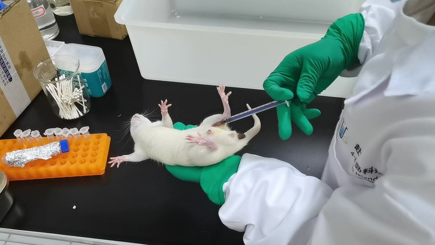 脓毒症模型 #医学 #科研 #实验