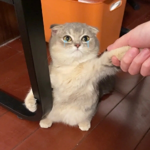 爱摄影的五菱工程师 