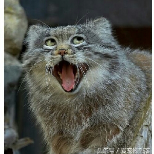 此皓非彼浩 